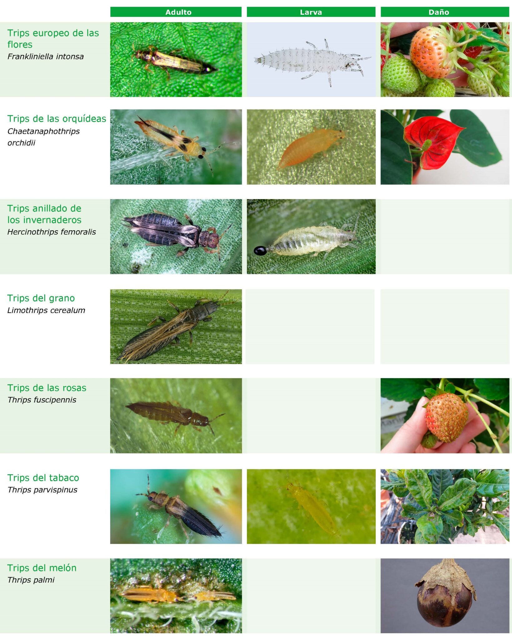Especies de Trips: ¿Cuántas hay y en qué cultivos? - Zona Agraria